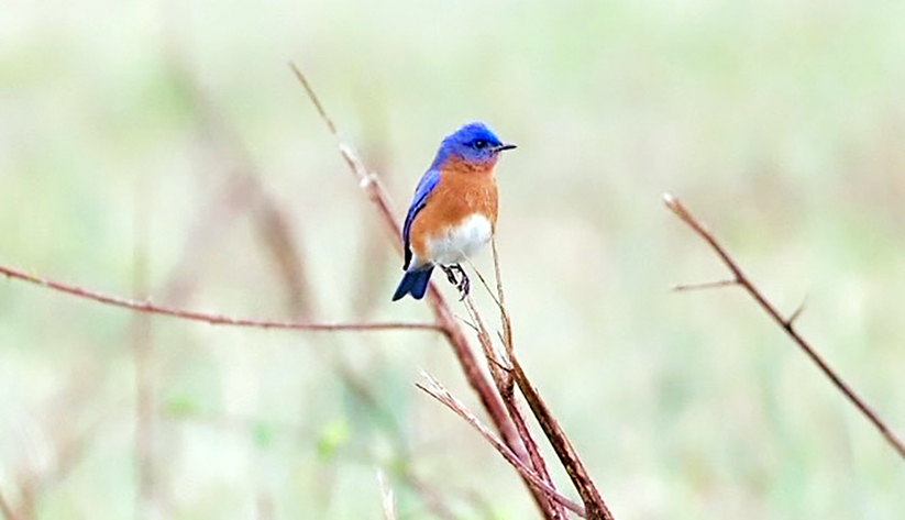 Recreational Tourism in the Southeast: Not Just for the Birds - Federal ...